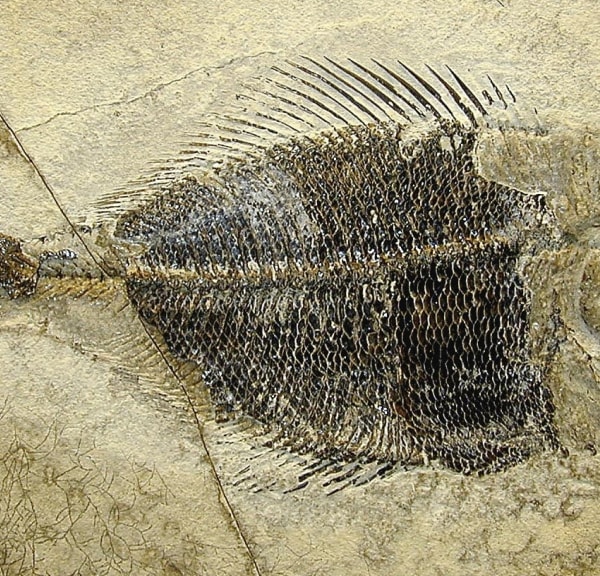 Fossil hunting | Destination Limfjorden