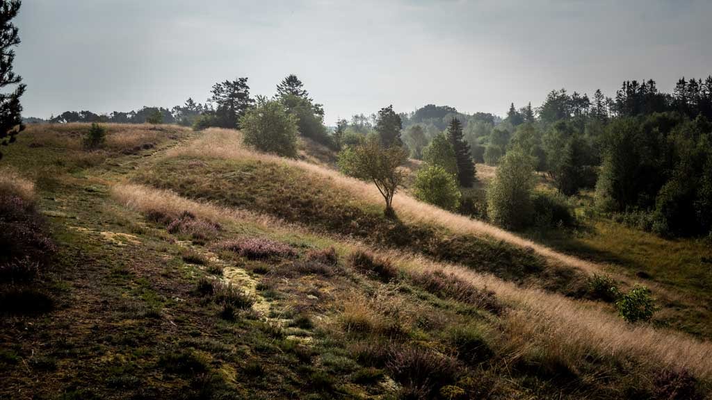 Lejrplads ved Naturcenter Harrild Hede